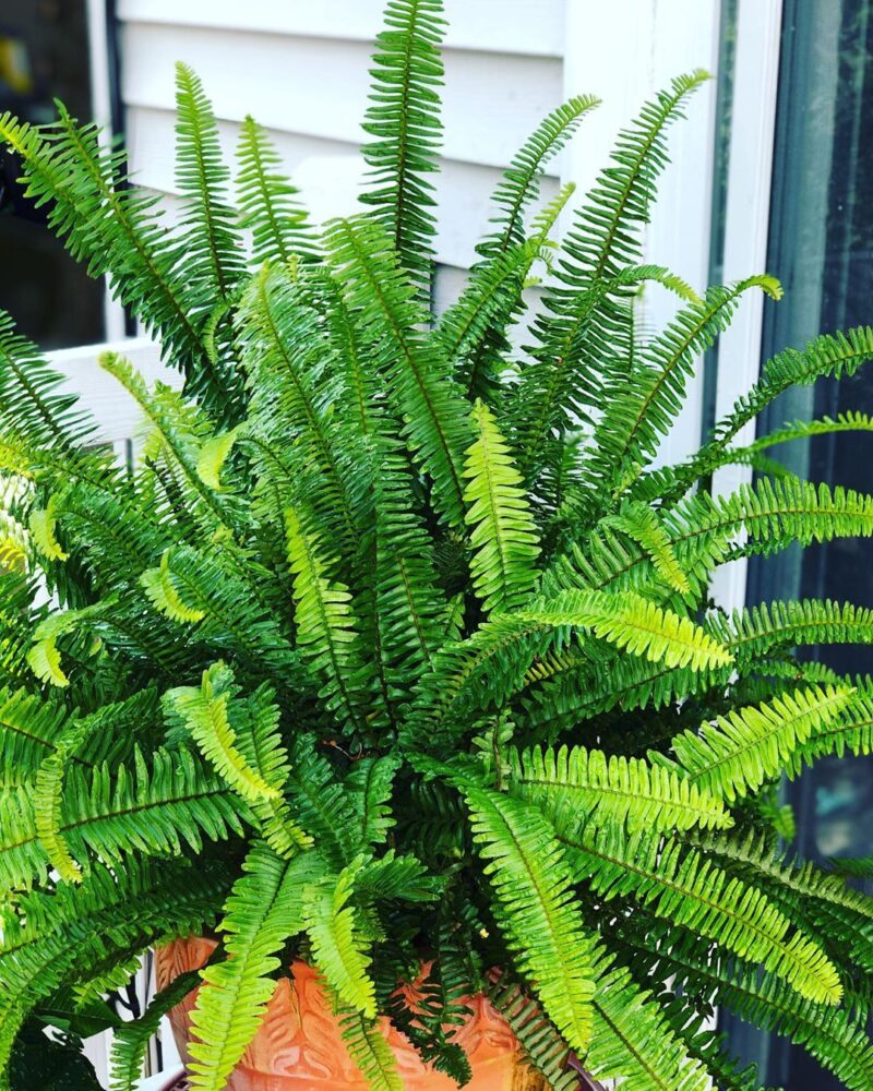 Boston-Fern - TheFab20s